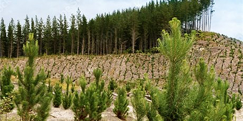 Carbon price | interest.co.nz