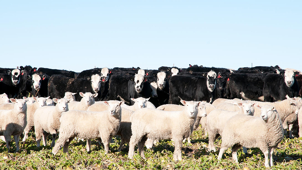 North Island sheep farms earn more from beef than sheep | interest.co.nz