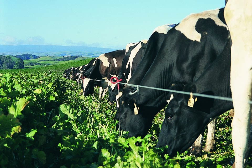 The Weekly Dairy Report | interest.co.nz