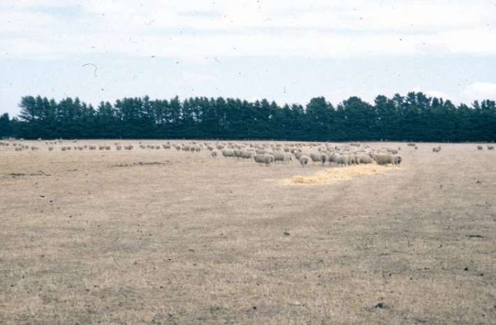 The Sheep Deer and Cattle Report | interest.co.nz