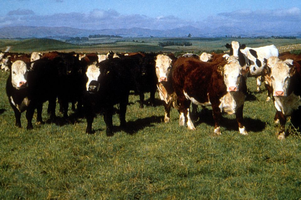 The Sheep, Deer and Cattle Report | interest.co.nz