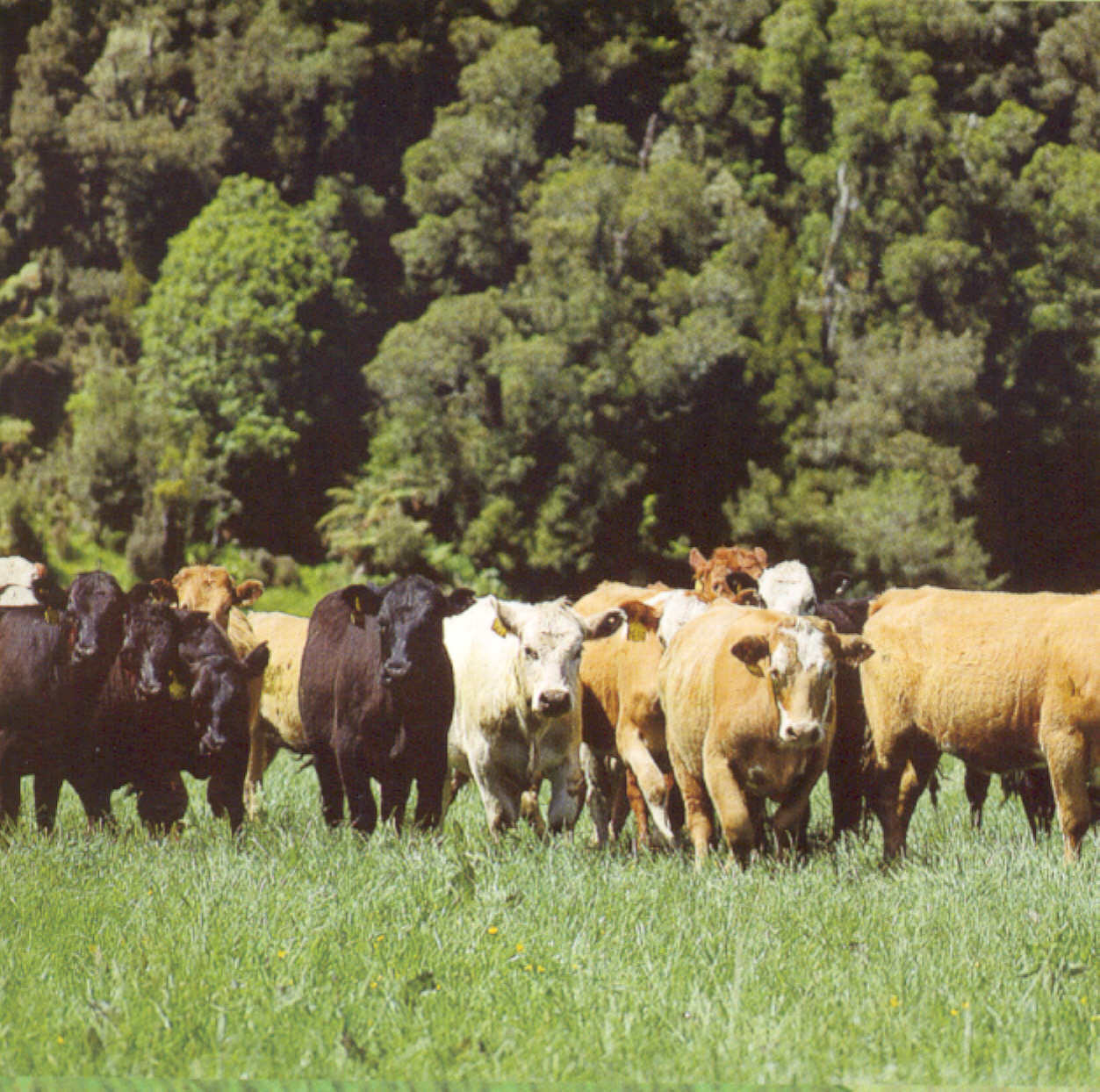 The Sheep, Deer and Cattle Report | interest.co.nz