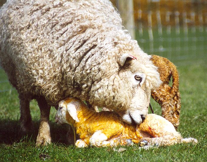 The Sheep, Deer and Cattle Report | interest.co.nz