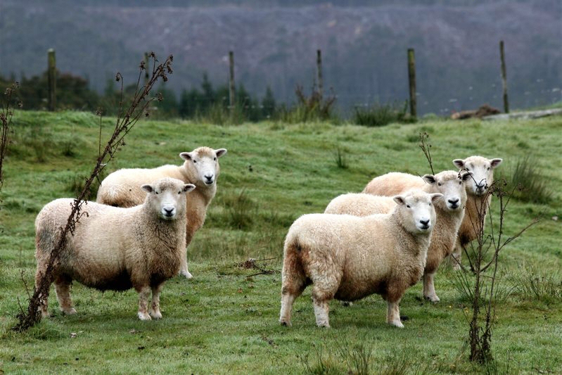 The Sheep Deer and Cattle Report | interest.co.nz
