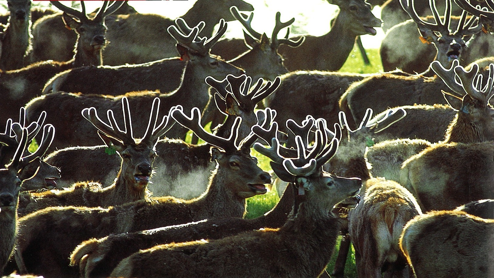 The Sheep Deer and Cattle report | interest.co.nz