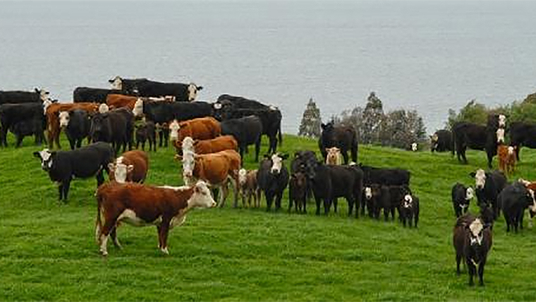 Beef cow is not likely to make a comeback | interest.co.nz