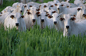 Beef news from Brazil | interest.co.nz