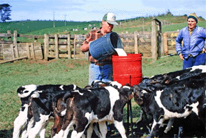 Technology helps in calf rearing | interest.co.nz