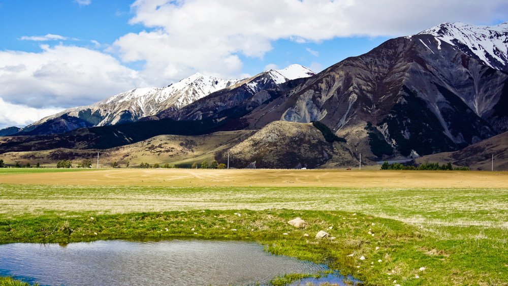 Sheep are dominant on South Island hill and high country | interest.co.nz