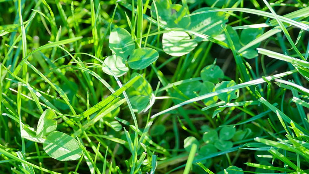 Nitrogen limits turn focus back to clover | interest.co.nz