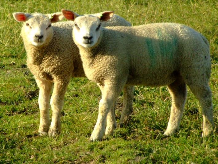Best profit lambs are off the mother | interest.co.nz
