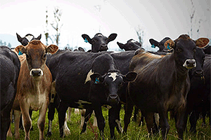 NAIT still apparently riddled with errors | interest.co.nz