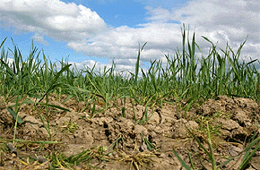 ‘Drought breaking rain’ misses those most needing it | interest.co.nz