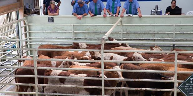 Saleyard Prime Steer | interest.co.nz