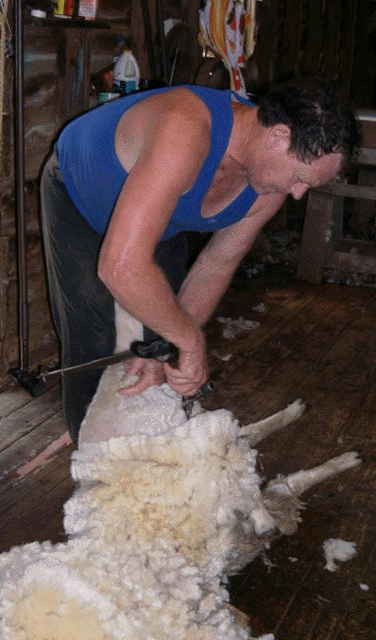 At last a new start for wool | interest.co.nz