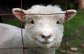 Tables turned | interest.co.nz