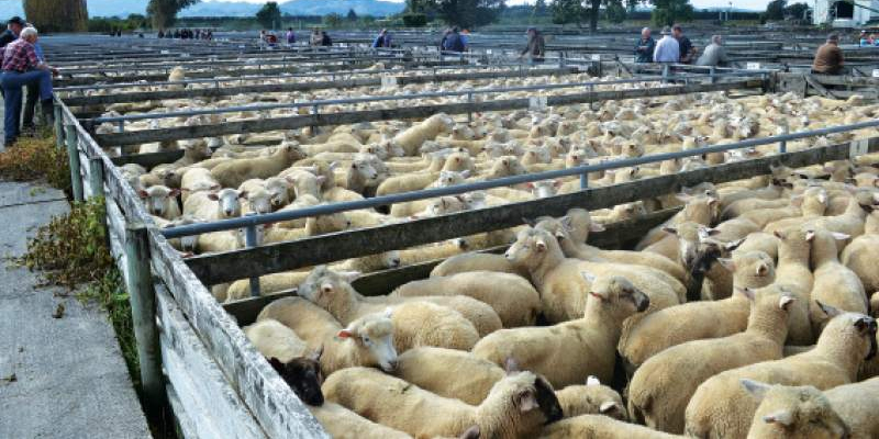 Saleyard Store lamb | interest.co.nz