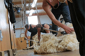 Eliminating wool’s dirty secret | interest.co.nz